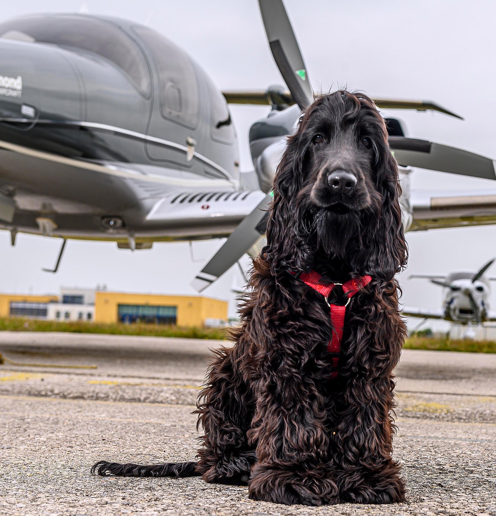 How to fly pet-friendly in a private aircraft - Diamond Aircraft Industries