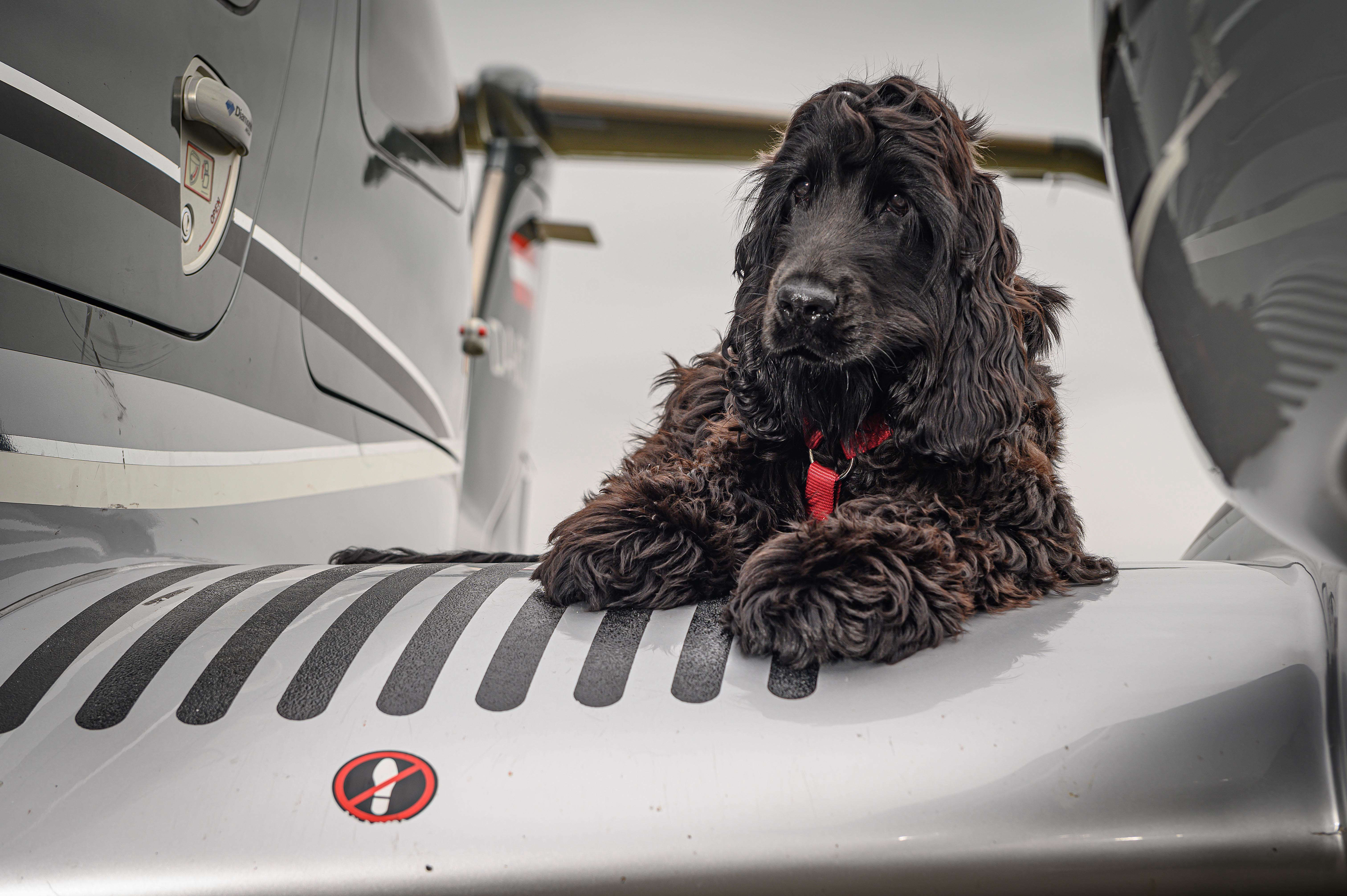 How to fly pet-friendly in a private aircraft - Diamond Aircraft Industries